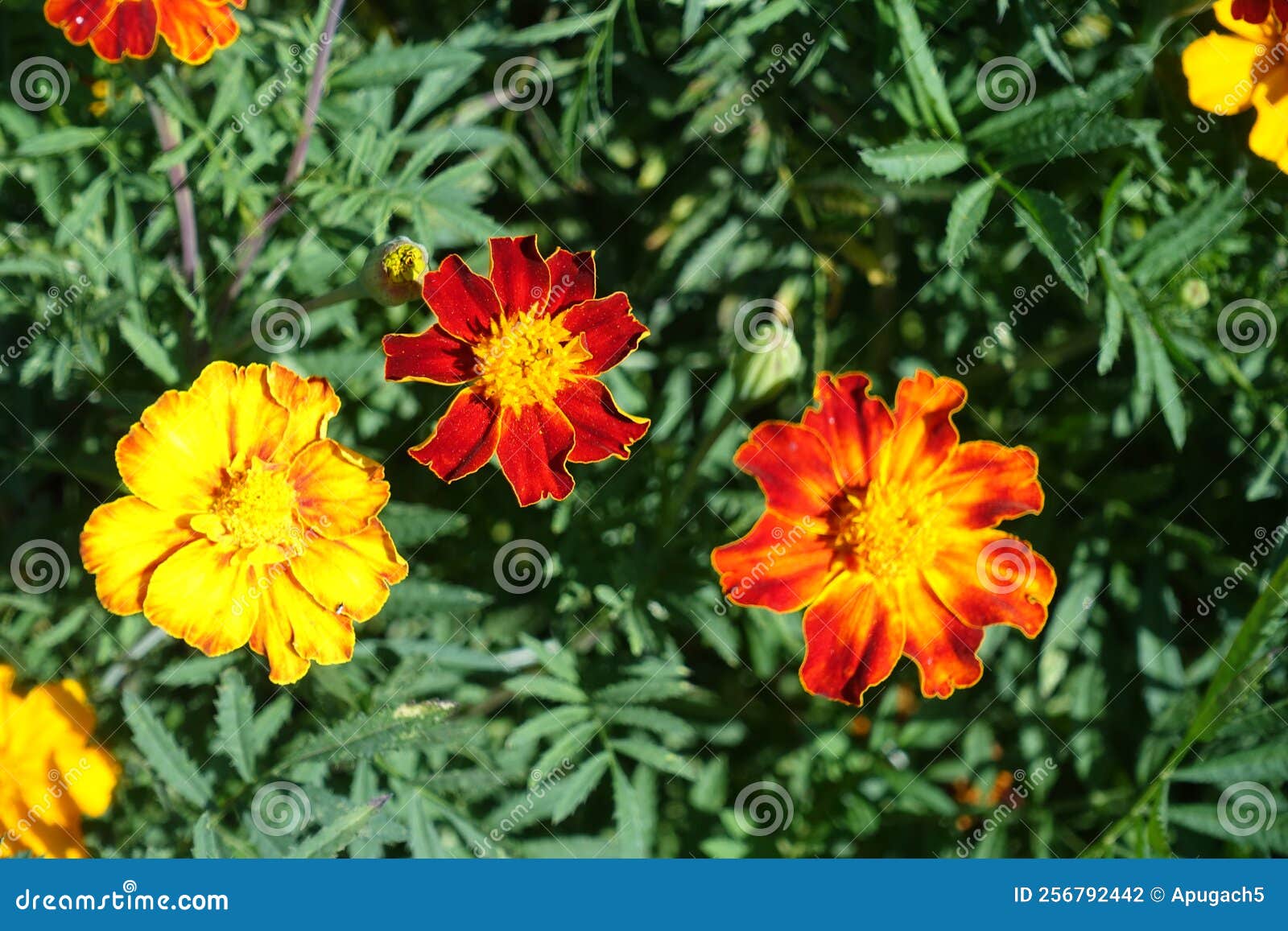 Three Red and Yellow Flowers of Tagetes Patula Stock Photo - Image of ...