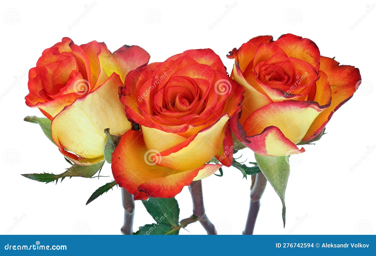 Three Red-yellow Tea Roses Macro Stock Photo - Image of decoration ...
