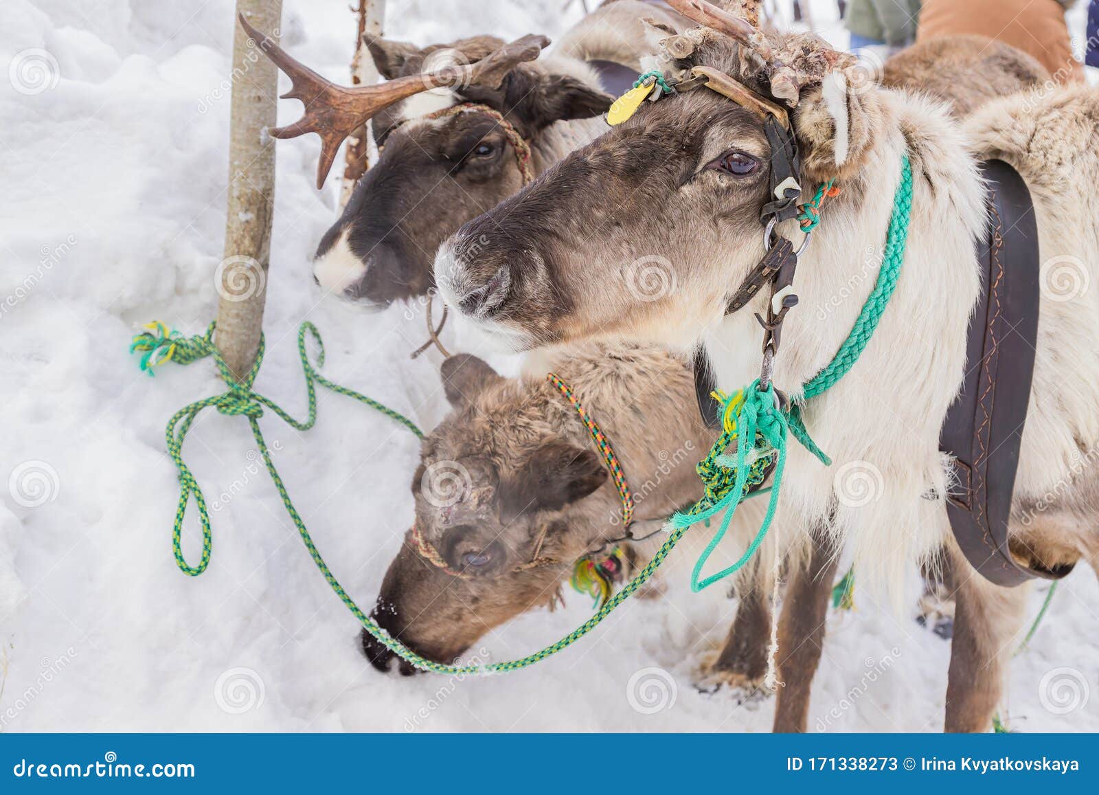 Three Reindeers Sledding in Winter Forest Stock Image - Image of nature ...