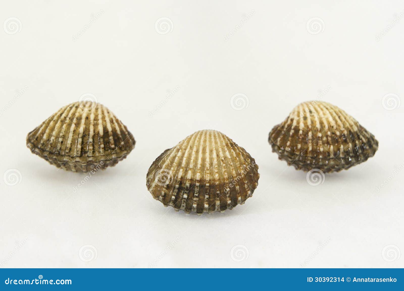 Three relief seashells stock photo. Image of three, seafood - 30392314