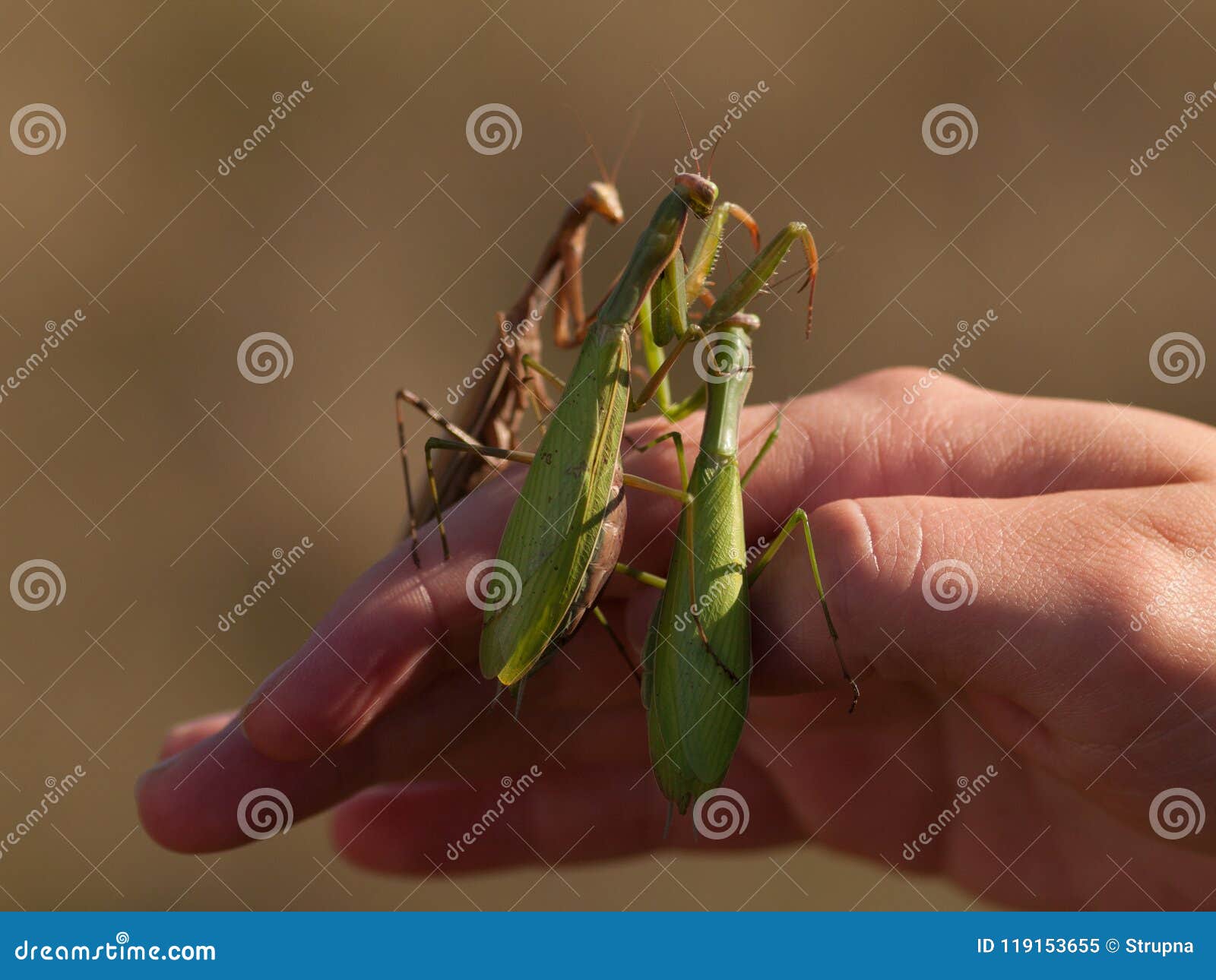 Three Religious Mantis on a Hand of Zoologist, School Excursion ...