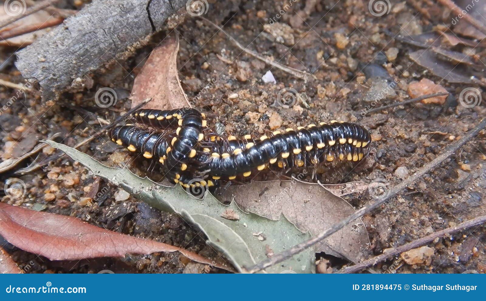 Three Reptiles are Mating Together. Stock Video - Video of ground ...