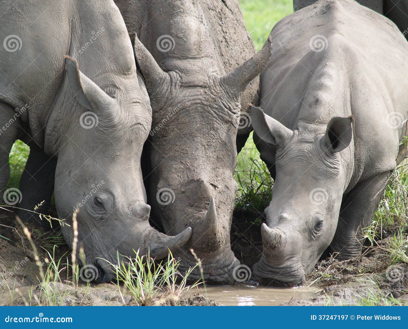 Three Rhino Drinking from a Puddle Stock Image - Image of south ...