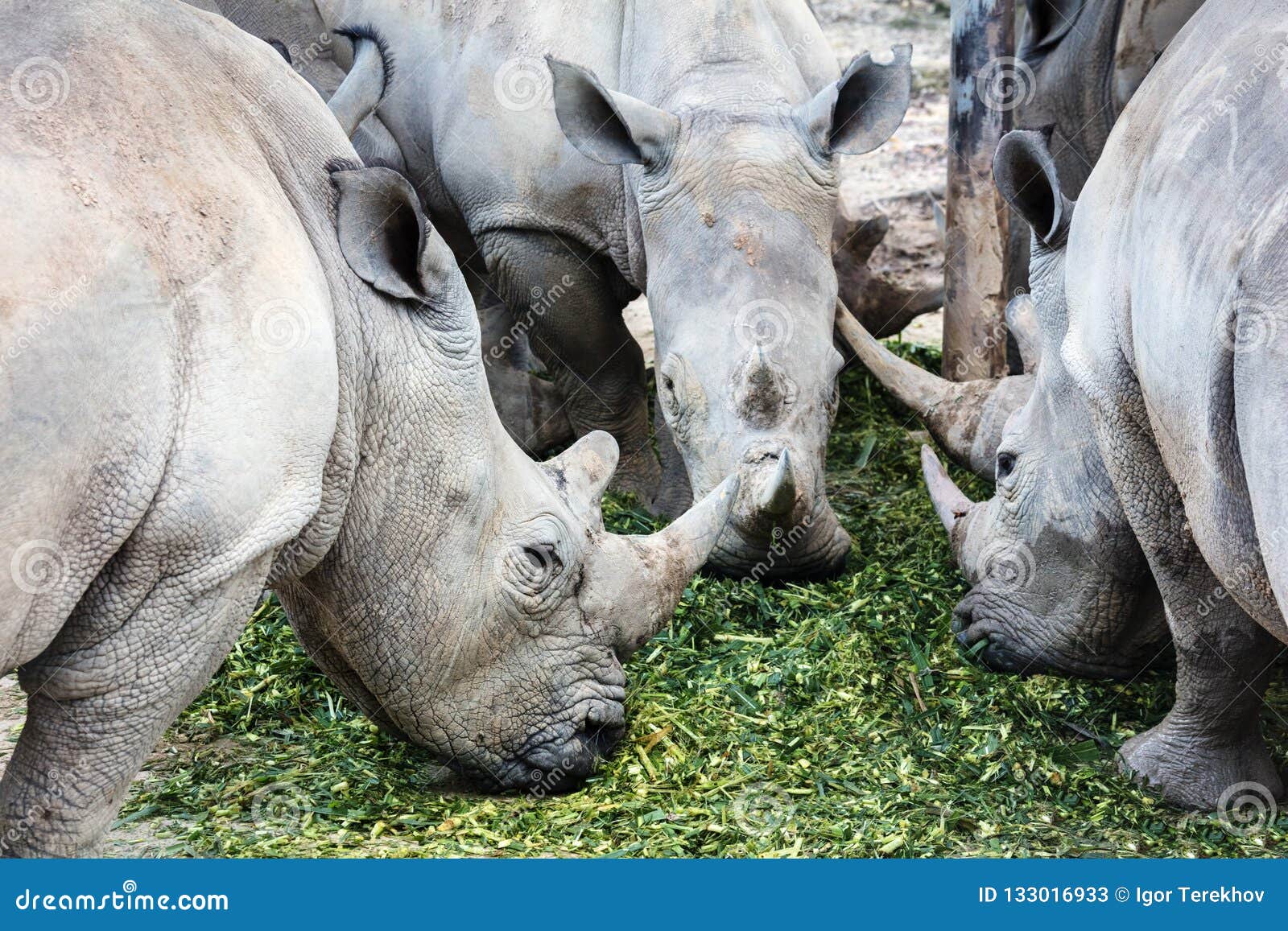 Three rhino eating food stock image. Image of fauna - 133016933