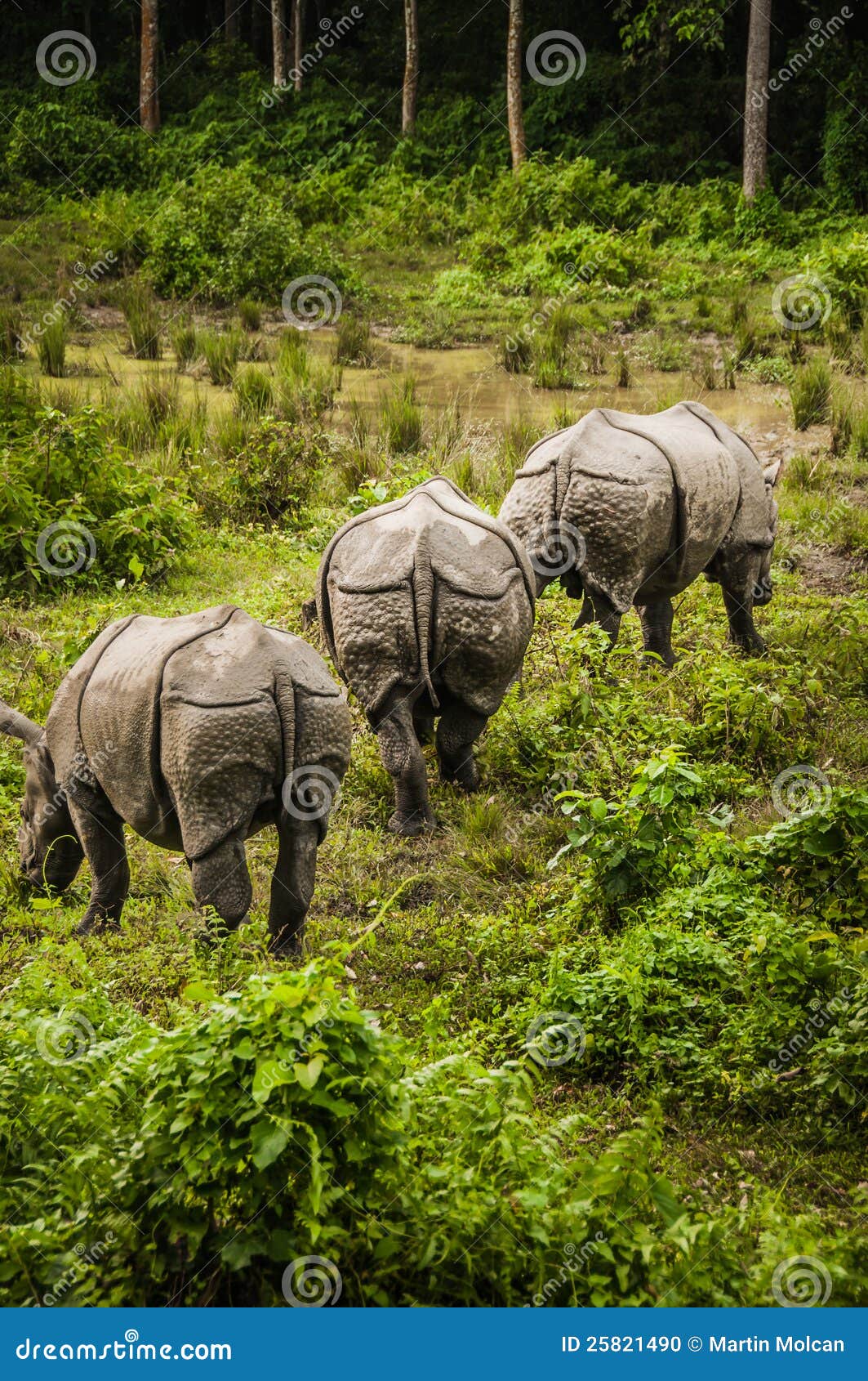 Three rhinos in jungle stock photo. Image of wild, rhinocerotidae ...