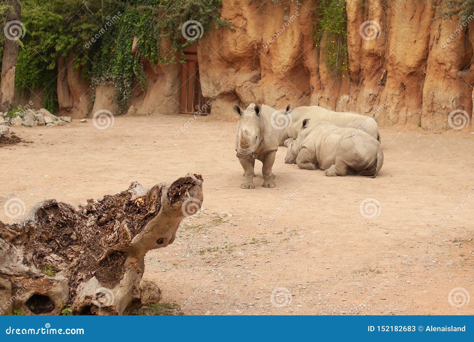 Three Rhinos in the Zoo. Rhinoceros Standing in Front of Two Lying ...
