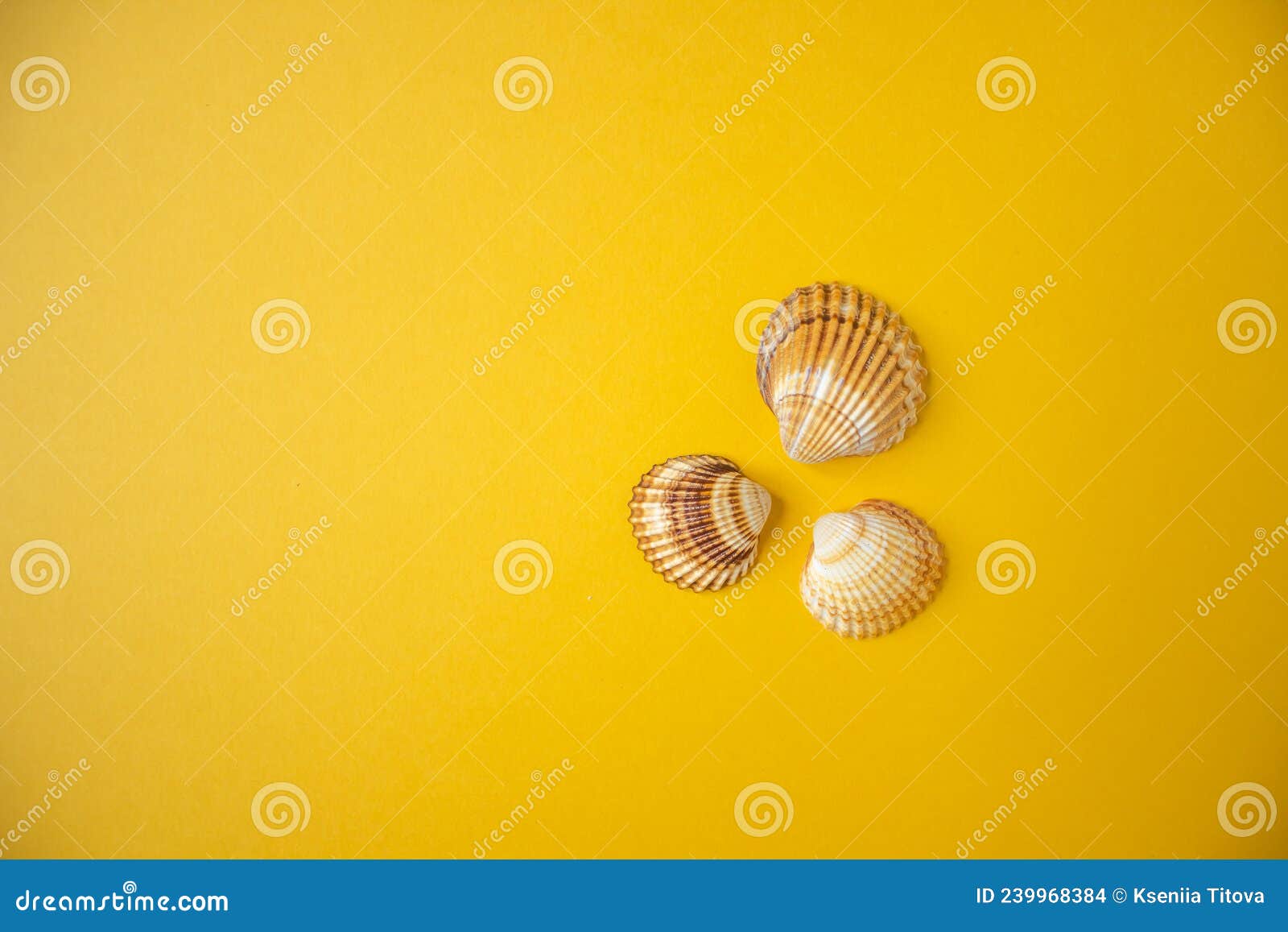 Three Ribbed Striped Seashells on a Yellow Background. Horizontal Photo ...