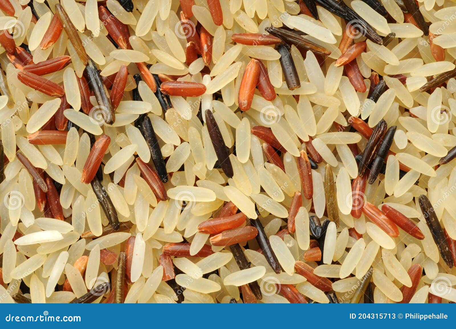 Close up of rice editorial stock photo. Image of close - 204315713