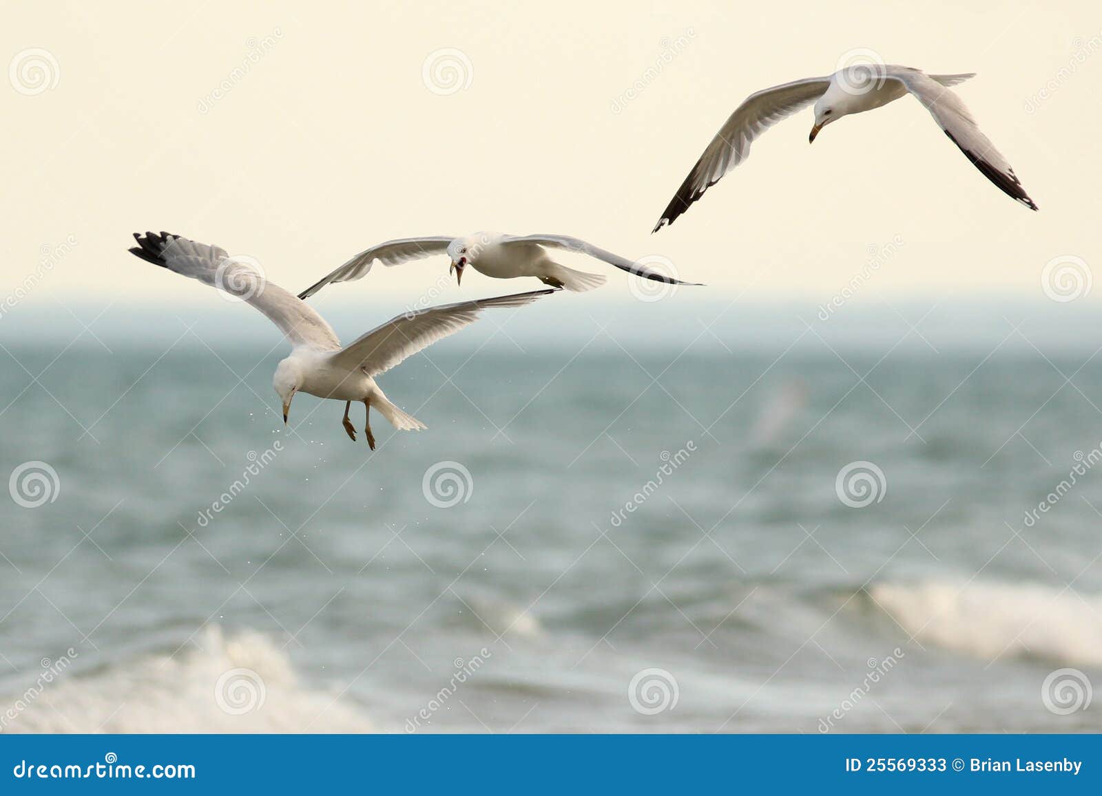 Three Ring Billed Gulls in Flight Stock Image - Image of blue, group ...