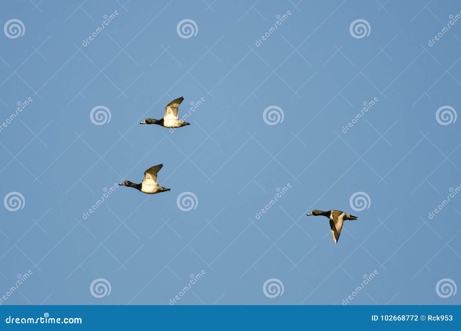 Three Ring-Necked Ducks Flying in a Blue Sky Stock Photo - Image of ...