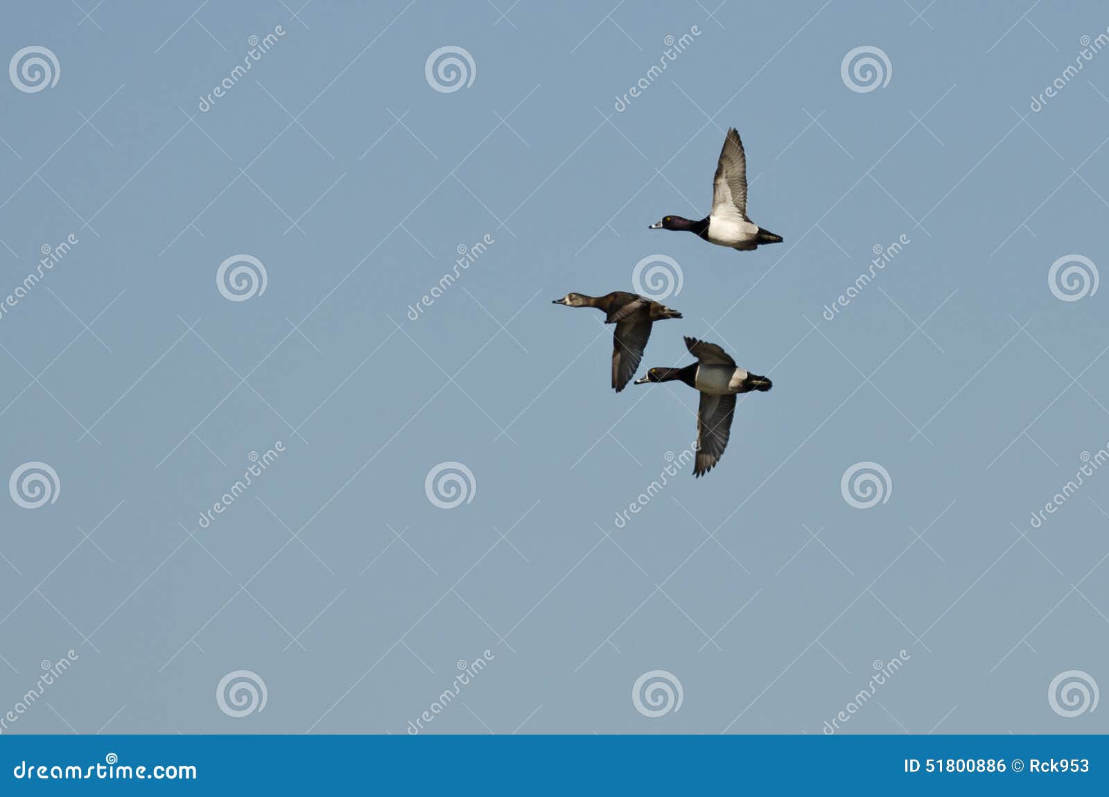 Three Ring-Necked Ducks Flying in a Blue Sky Stock Photo - Image of ...