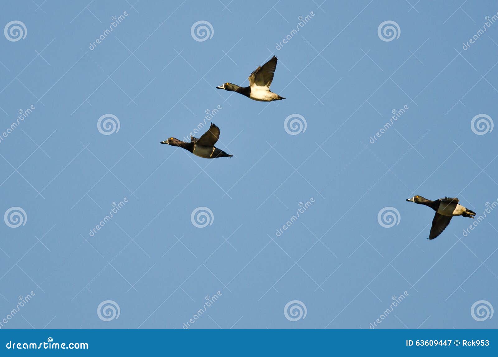 Three Ring-Necked Ducks Flying in a Blue Sky Stock Image - Image of ...