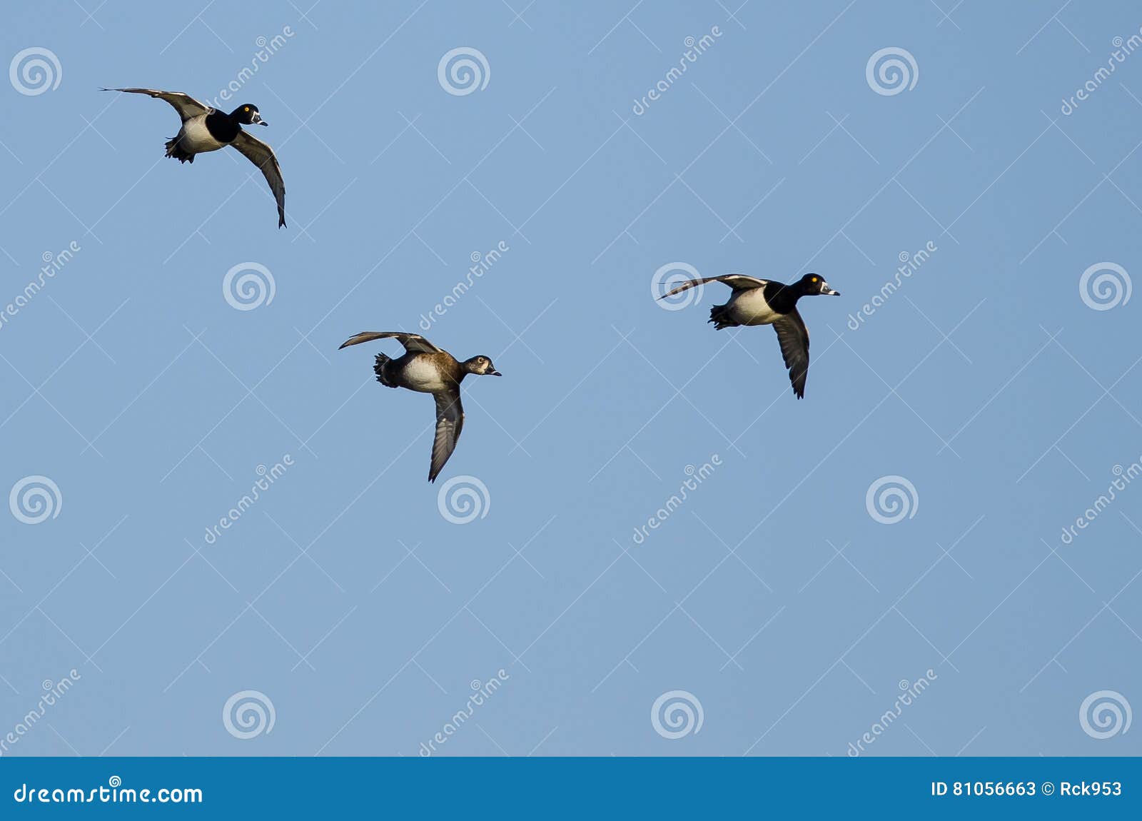 Three Ring-Necked Ducks Flying in a Blue Sky Stock Image - Image of ...
