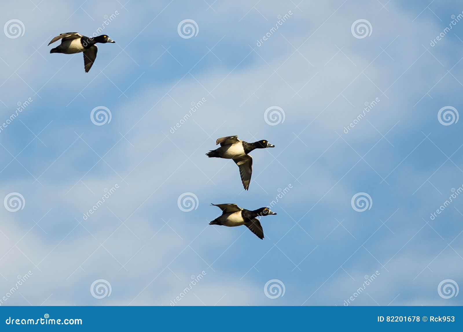 Three Ring-Necked Ducks Flying in a Blue Sky Stock Photo - Image of ...