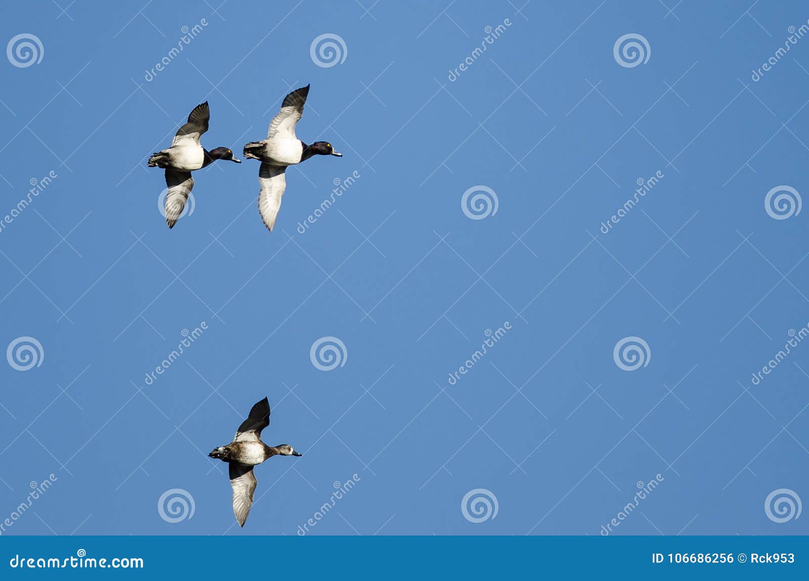Three Ring-Necked Ducks Flying in a Blue Sky Stock Photo - Image of ...