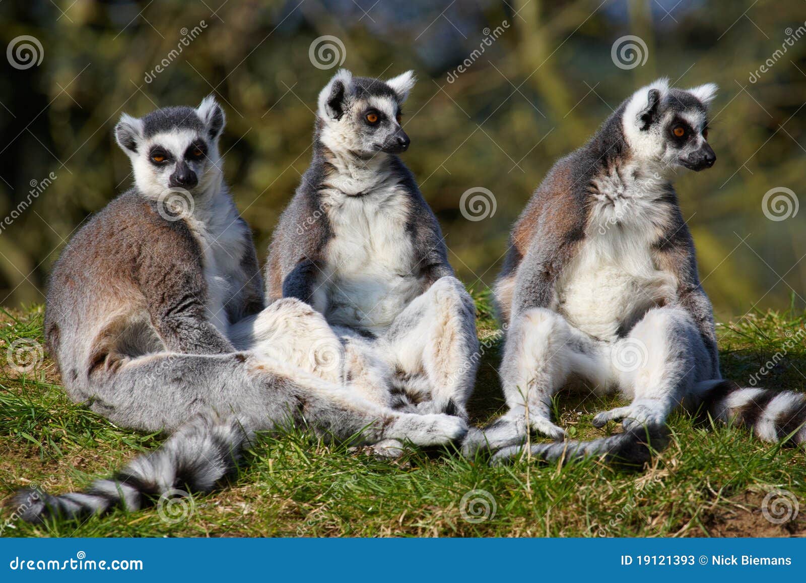 Three Ring-tailed Lemurs on a Row Stock Image - Image of forest ...