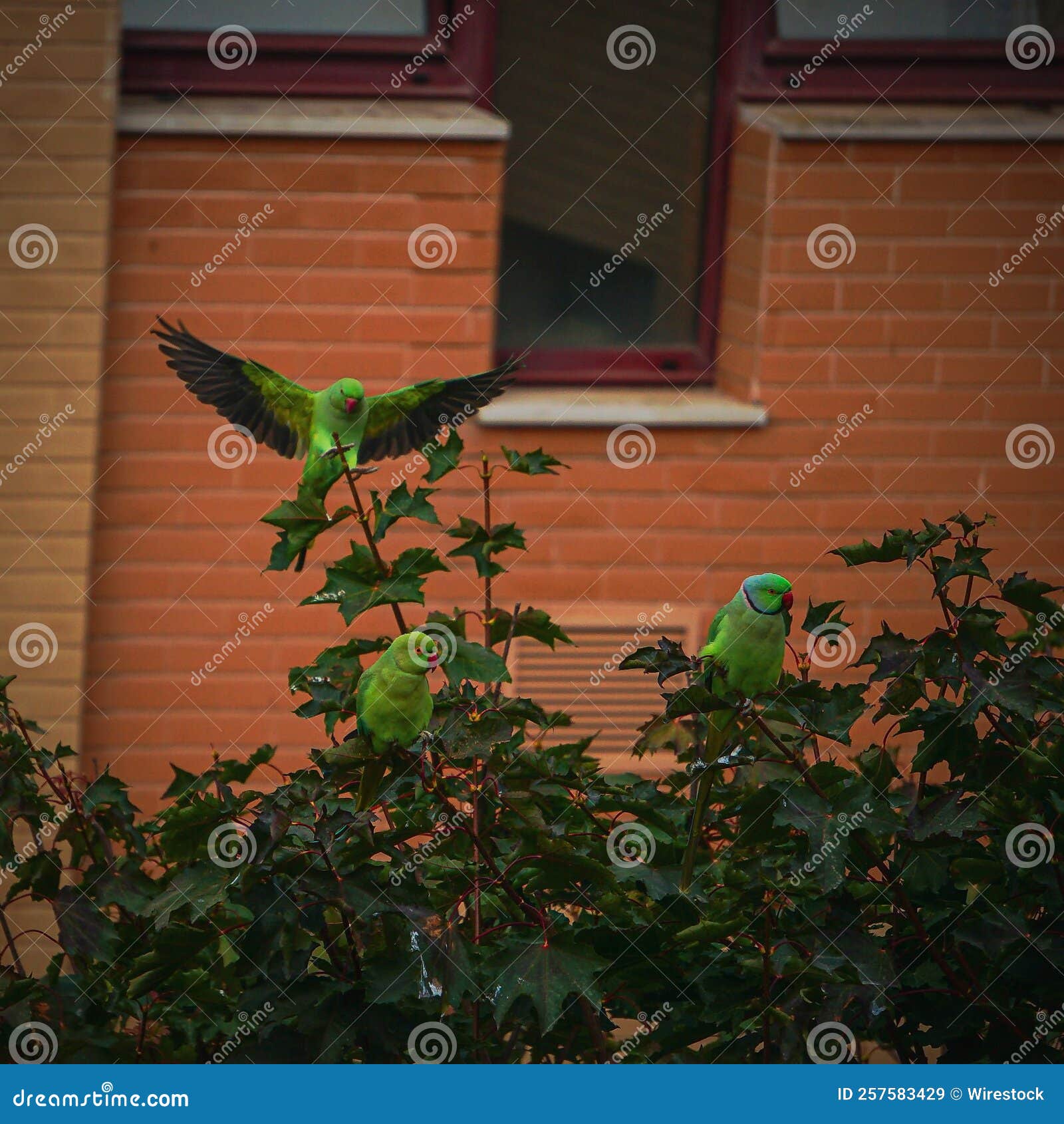 Ringneck Parrots, Rose-ringed Parakeets Outdoors with Two of Them ...