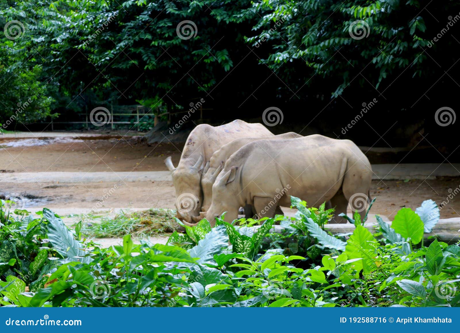 Three rino is eating food stock photo. Image of little - 192588716