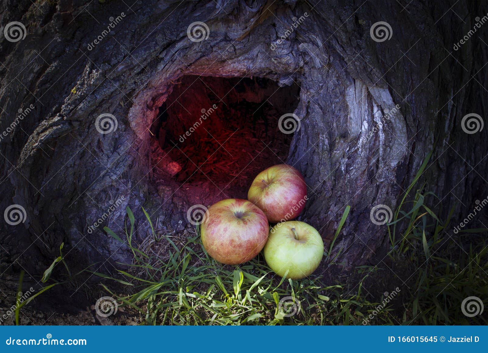 Three Ripe Apples Lying in a Big Tree Trunk with Mysterious Light Stock ...