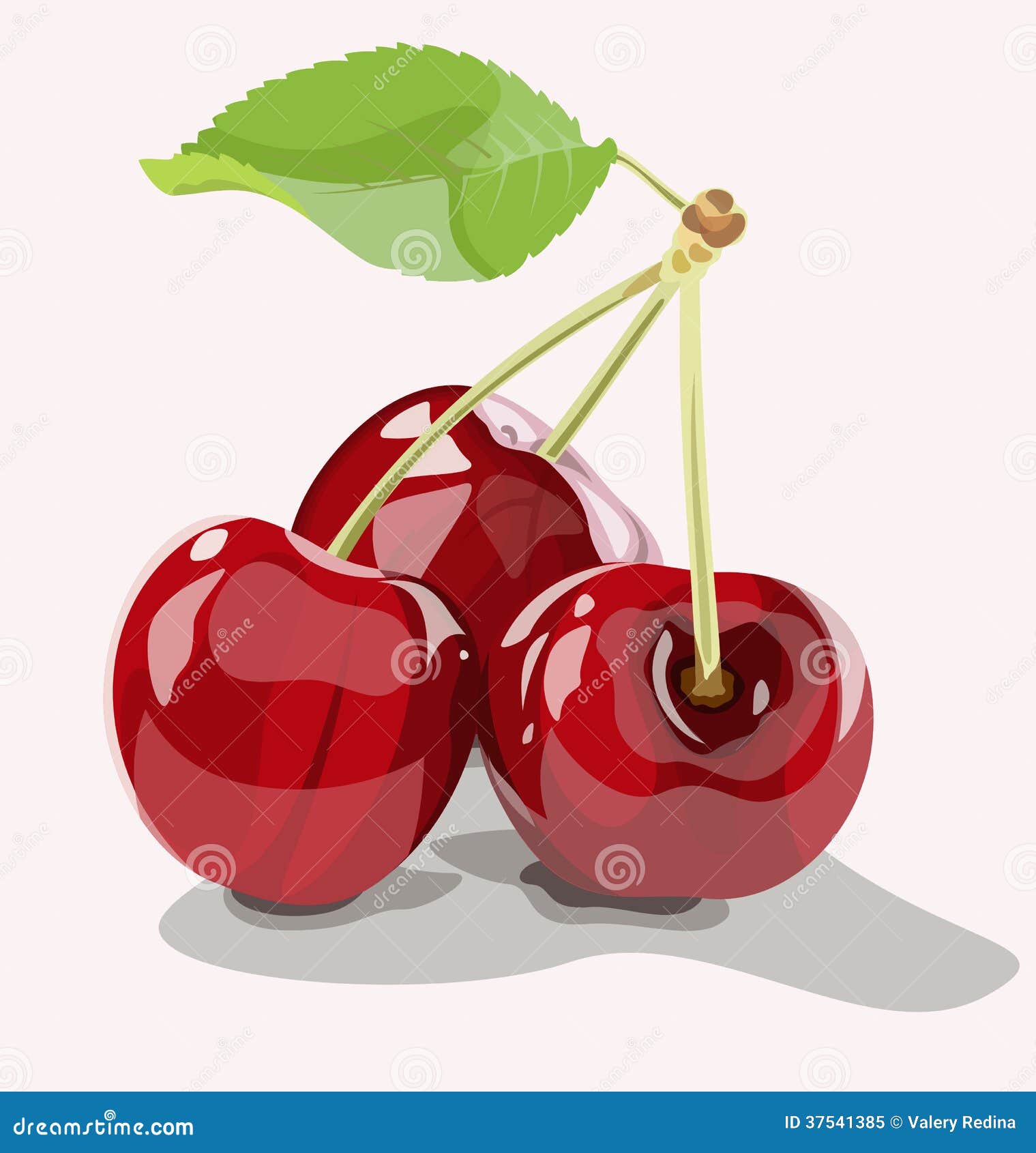 Three ripe cherries stock vector. Illustration of leaf - 37541385