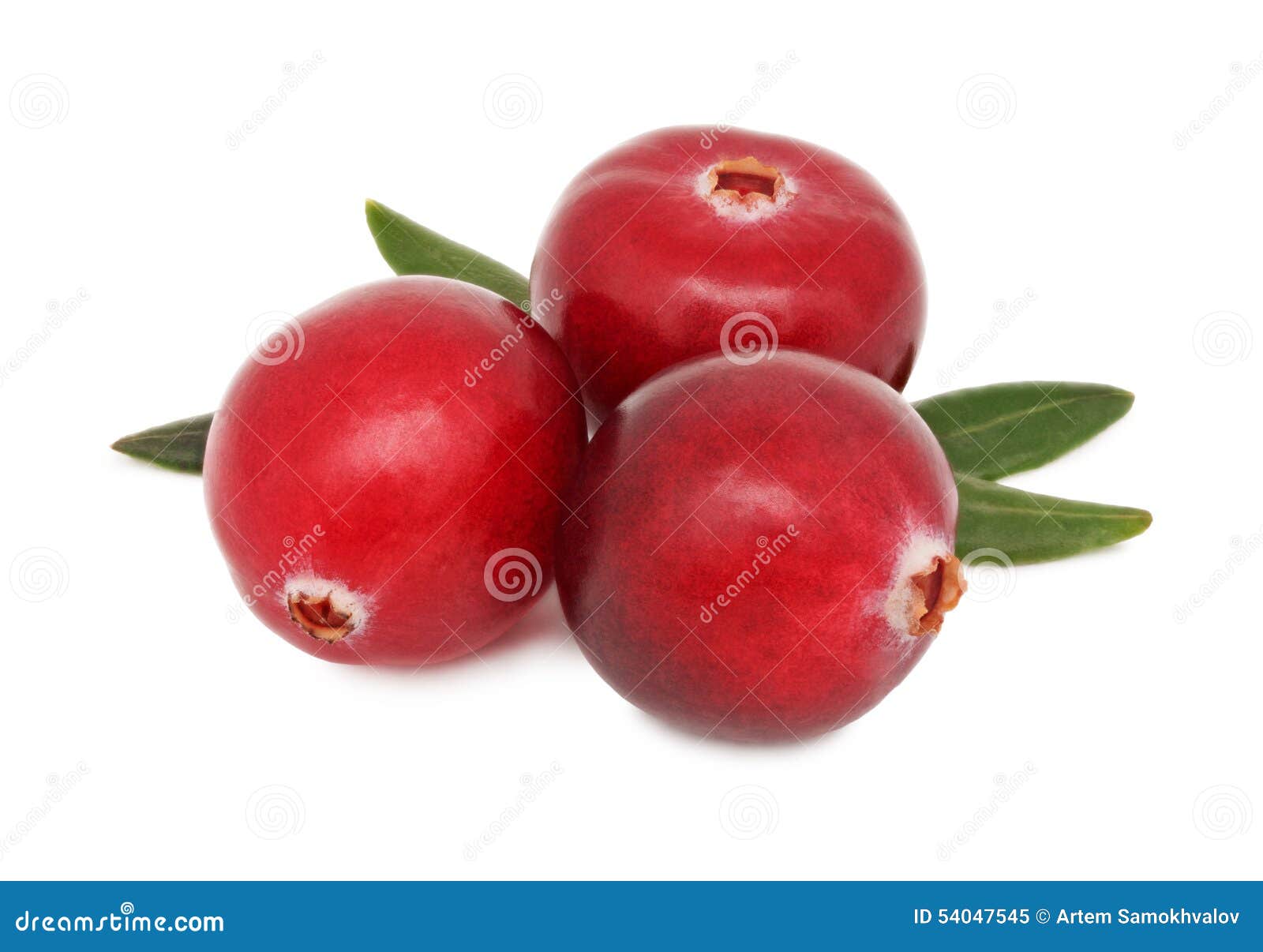 Three Ripe Cranberries with Green Leaves (isolated) Stock Image - Image ...