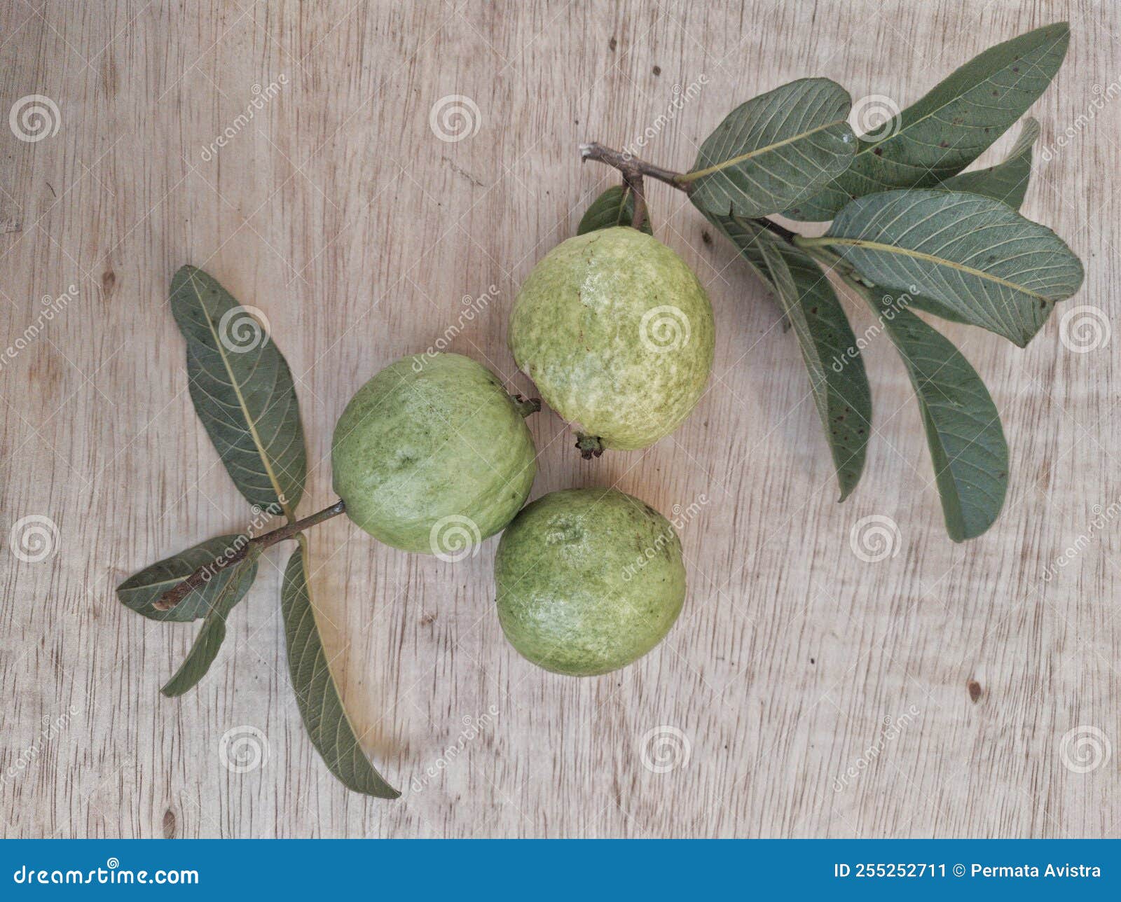 Three Ripe Guava Fruit on the Table Stock Image - Image of fruit, three ...