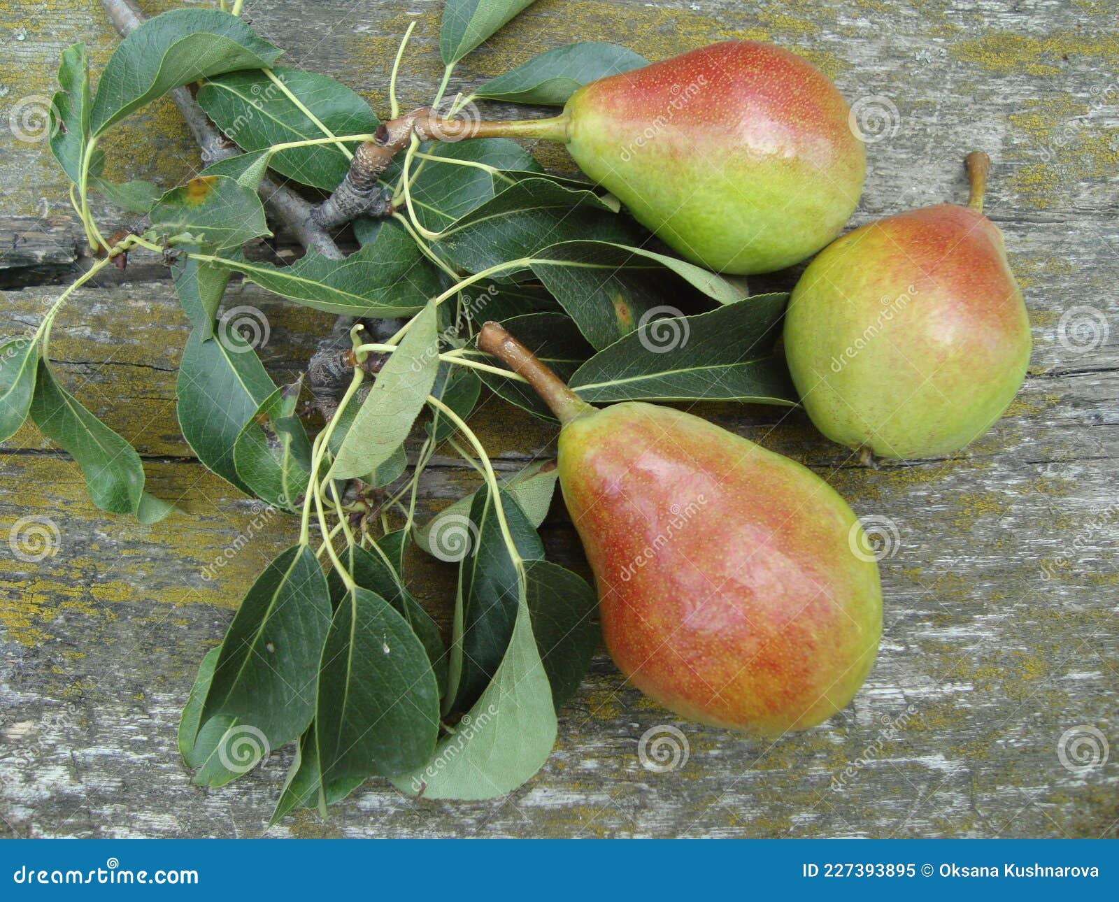 Three ripe pears stock image. Image of vegetable, yellow - 227393895