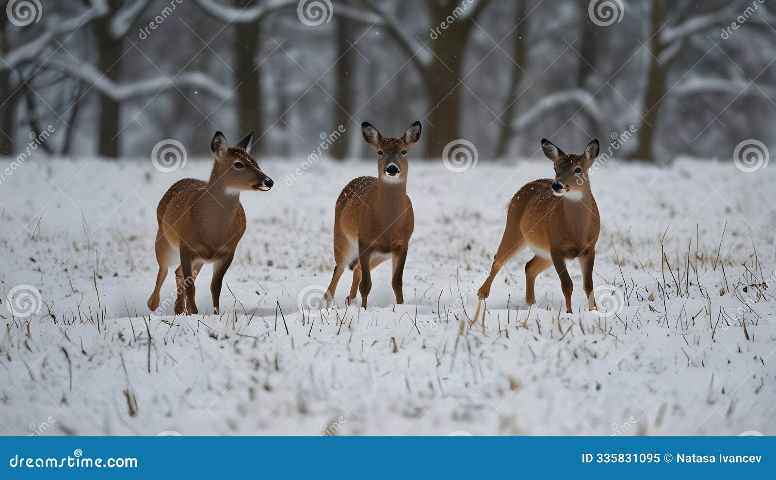 Capreolus Cartoons, Illustrations & Vector Stock Images - 492 Pictures ...