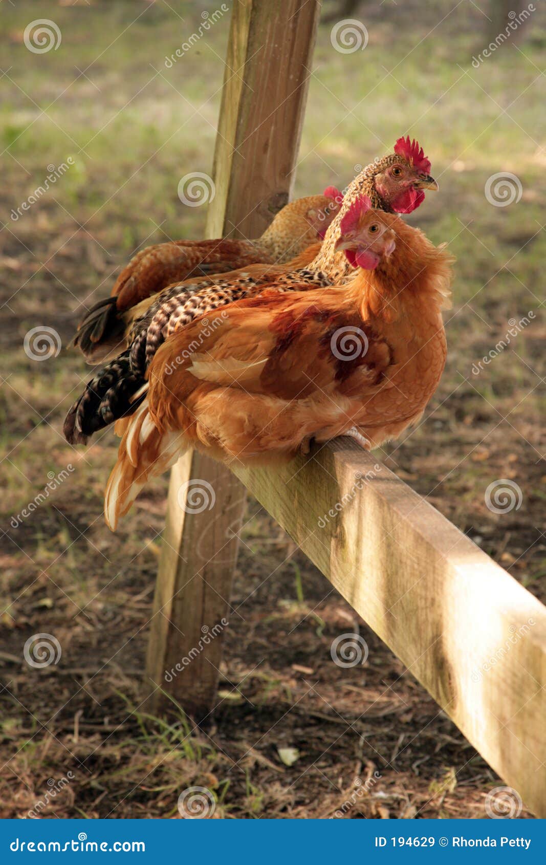 Three Roosters stock image. Image of three, farm, rooster - 194629