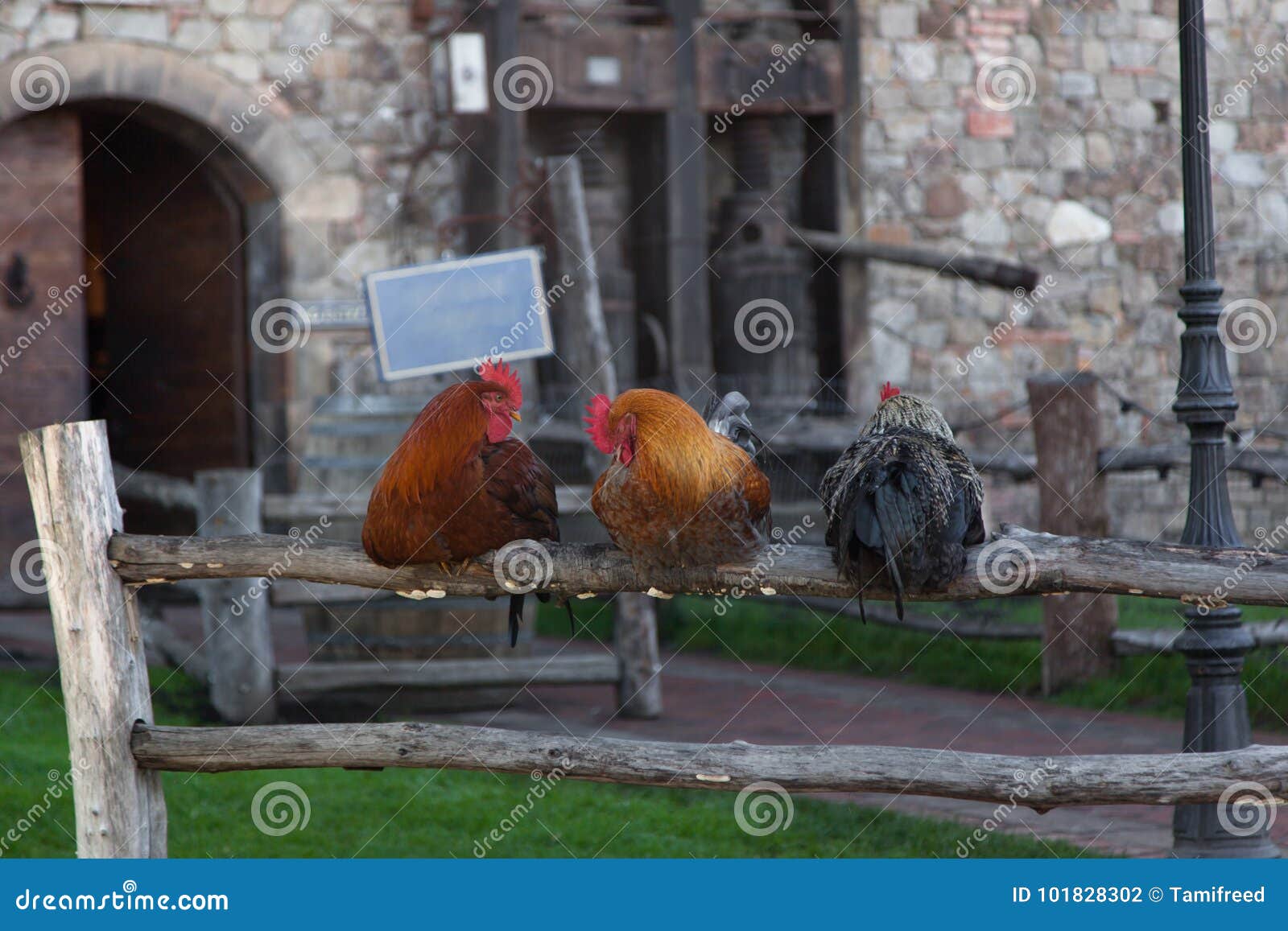 Three Roosters on a Fence stock photo. Image of chickens - 101828302