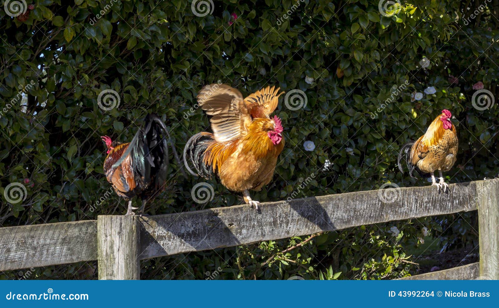 Three roosters stock photo. Image of outdoors, people - 43992264