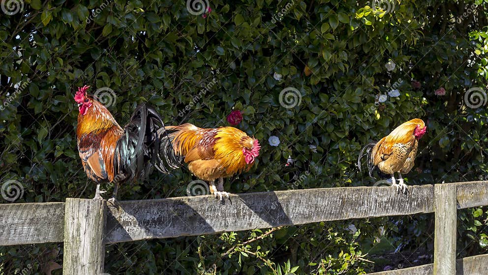 Three roosters stock photo. Image of greenery, rural - 43992278