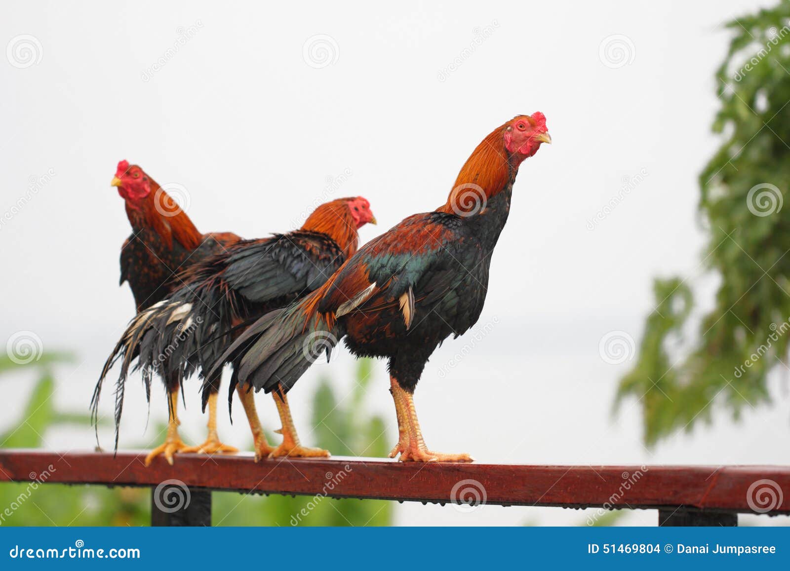 Three Roosters stock photo. Image of farm, backyard, farmyard - 51469804