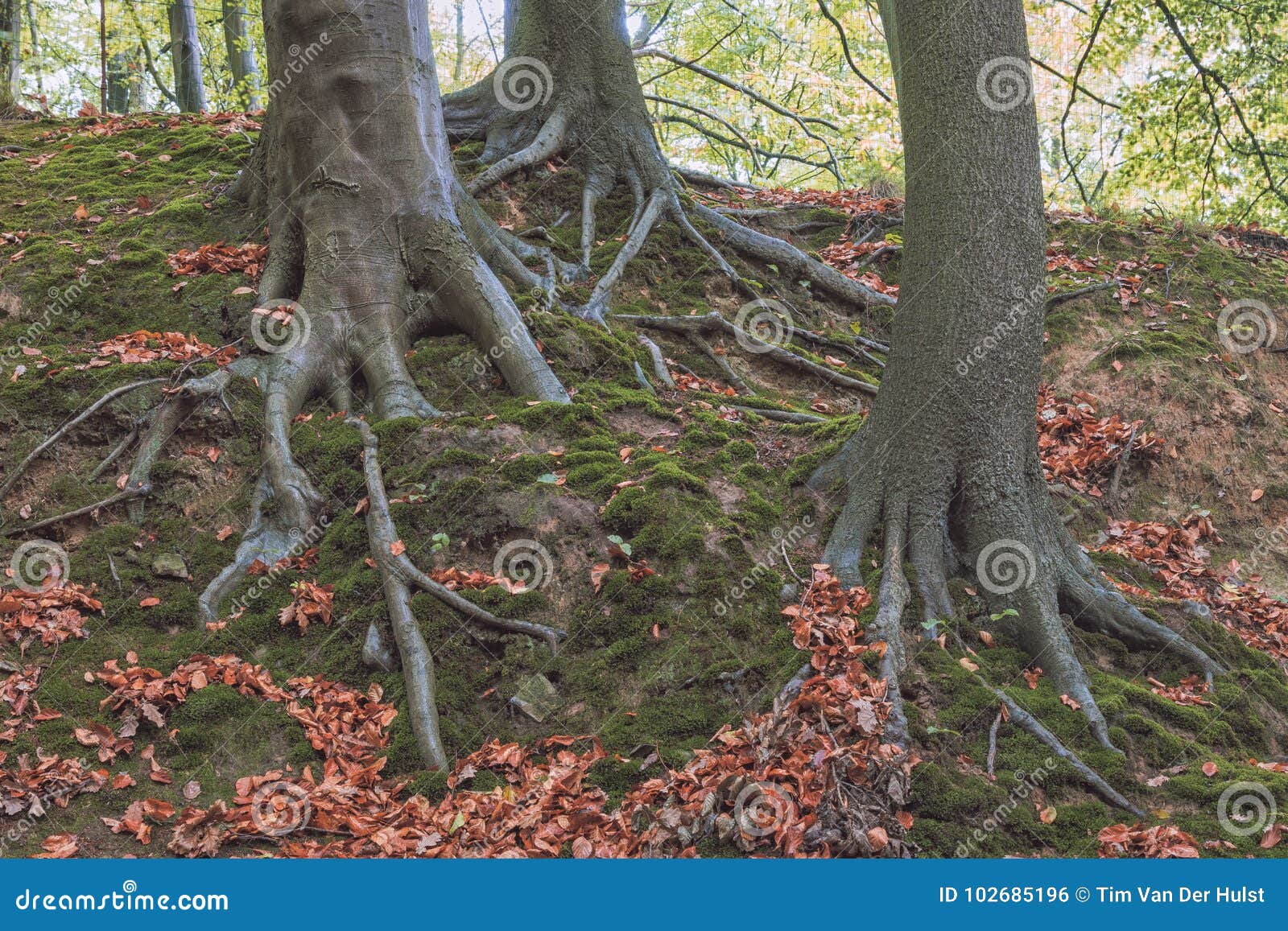 Three roots stock photo. Image of scenics, tranquility - 102685196