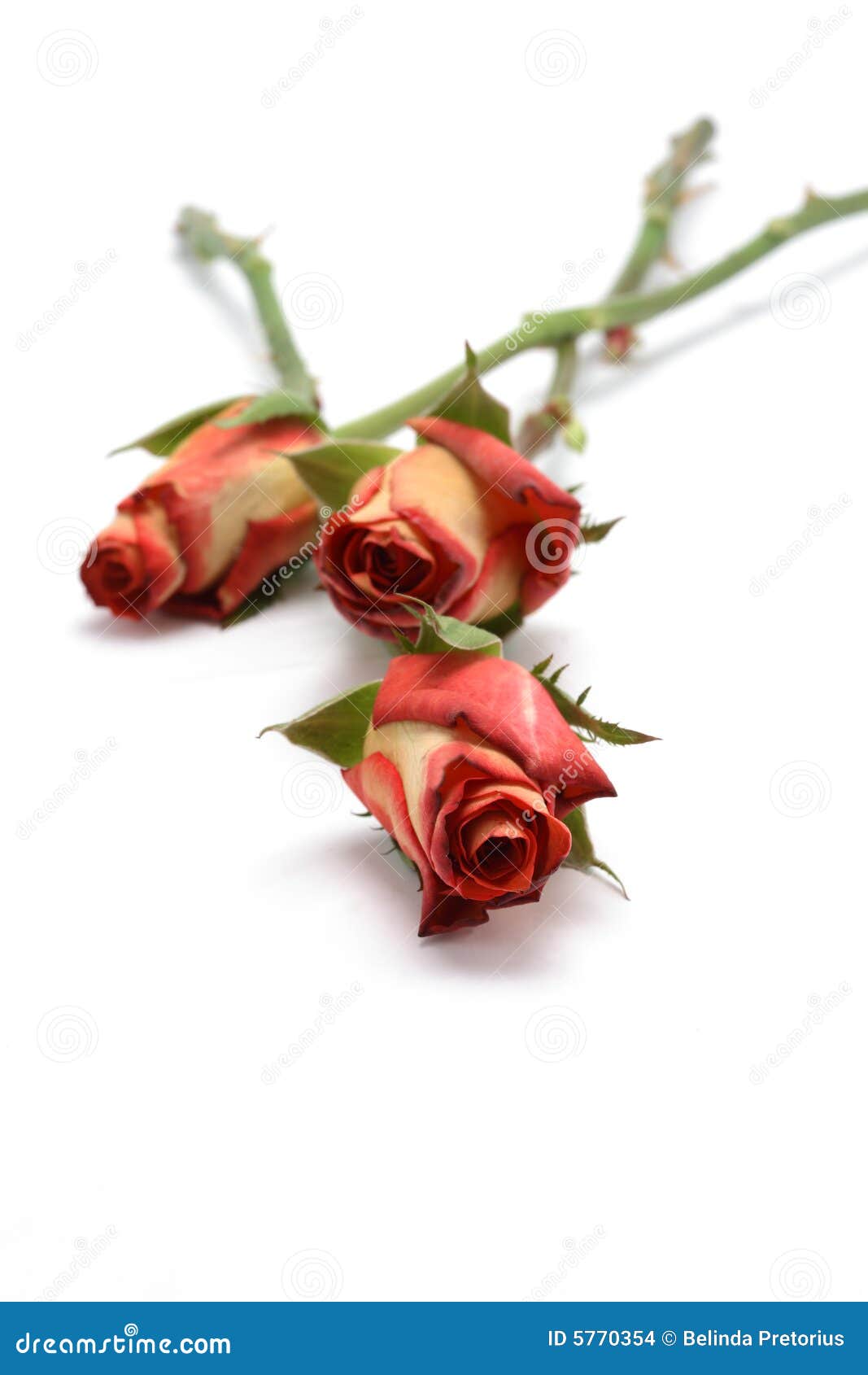 Red Rose Buds Royalty-Free Stock Image | CartoonDealer.com #81443596