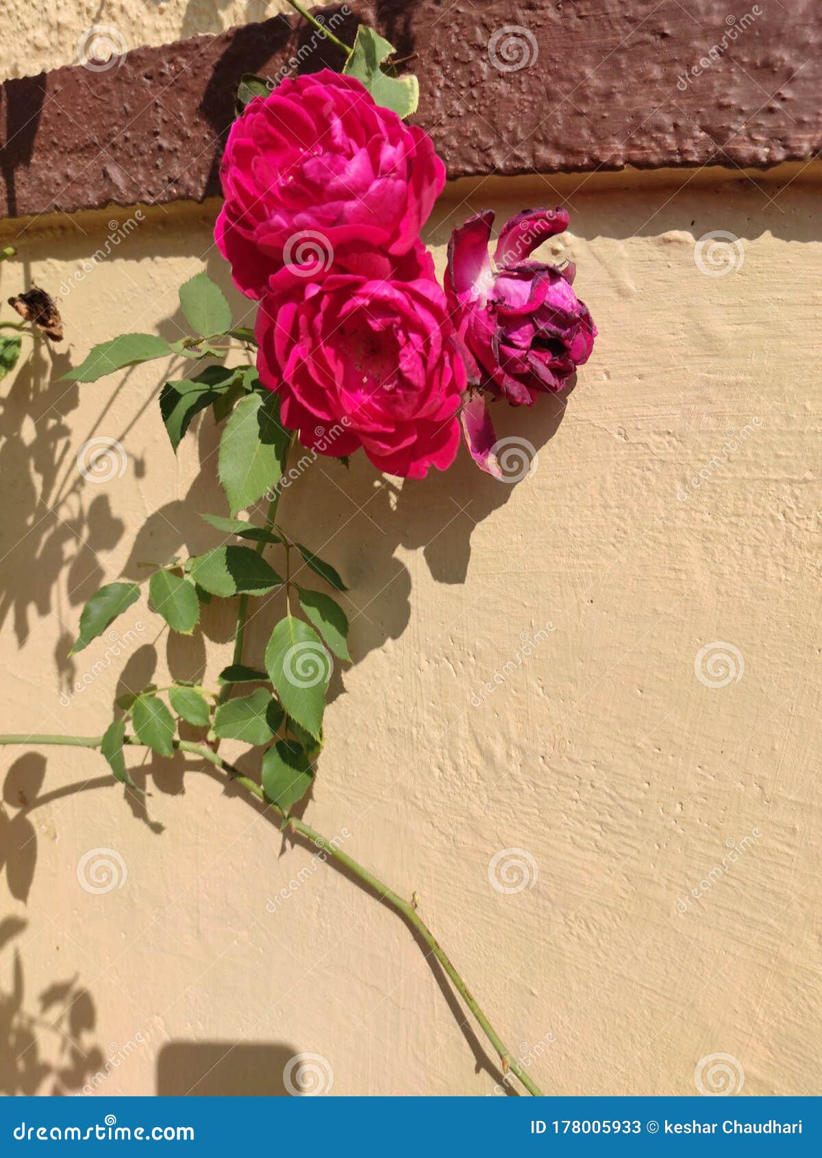 Three Rose Flower with Beautiful Red Pedals and Green Stem Stock Image ...