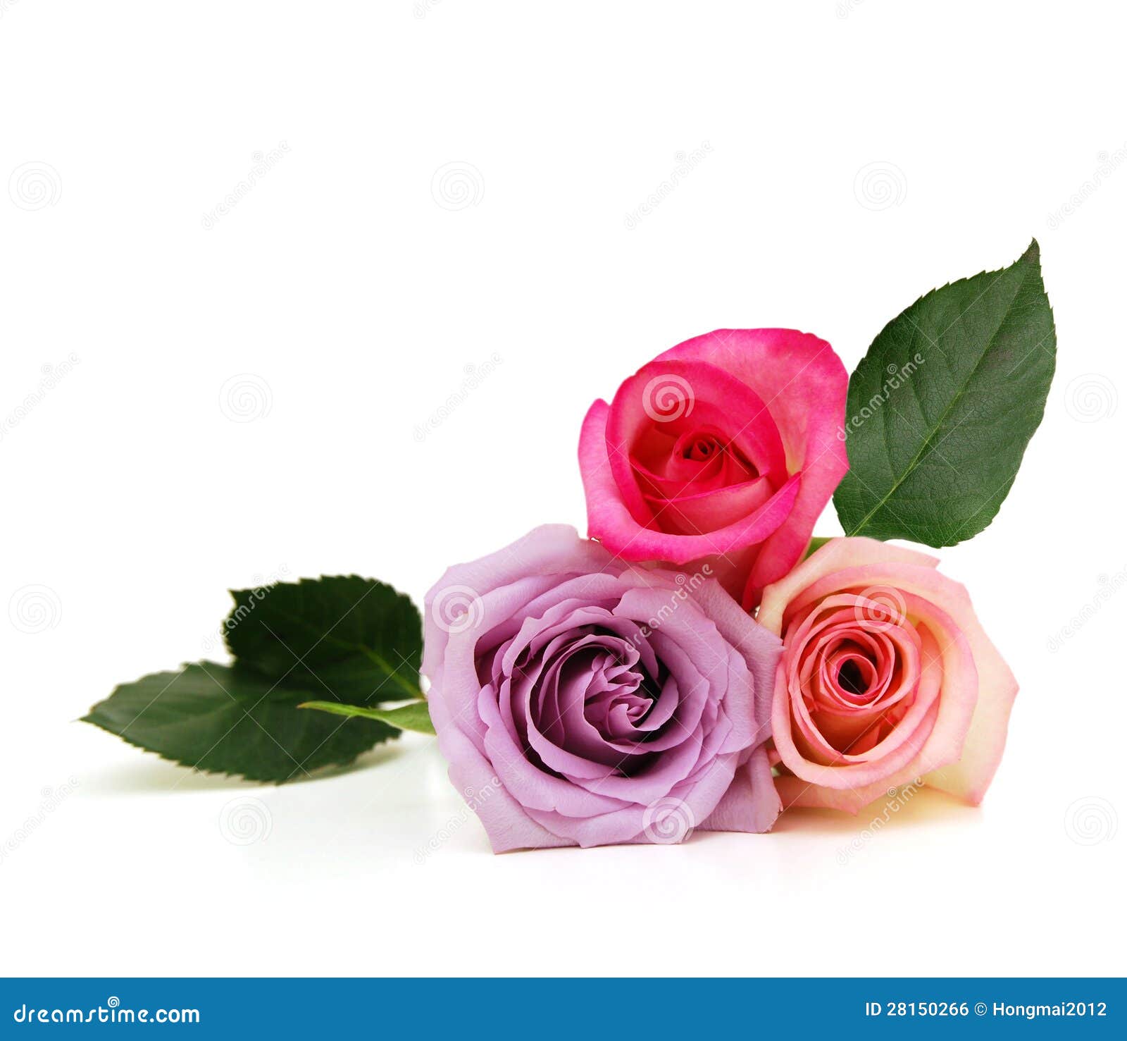 Three rose flowers stock photo. Image of spring, woman - 28150266