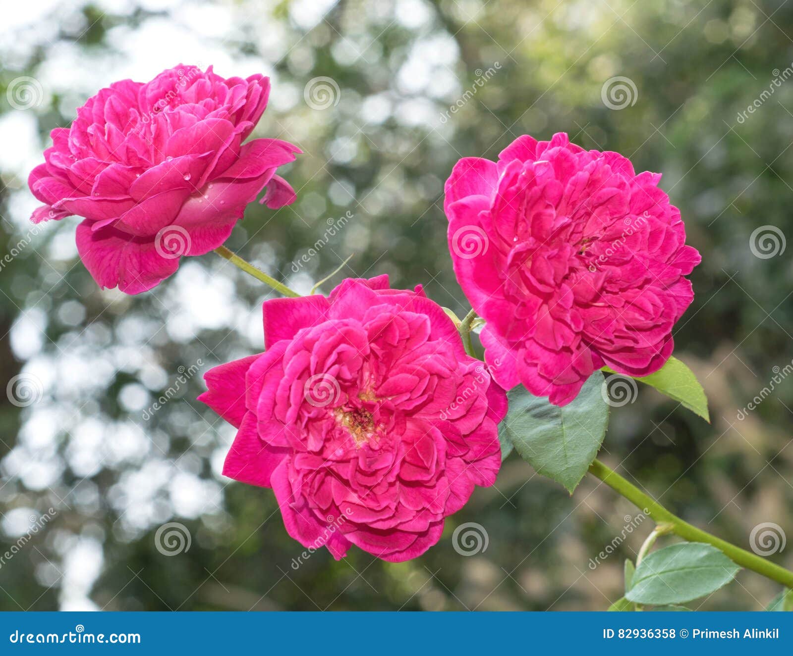 Three Rose flowers stock photo. Image of bush, mist, valentine - 82936358