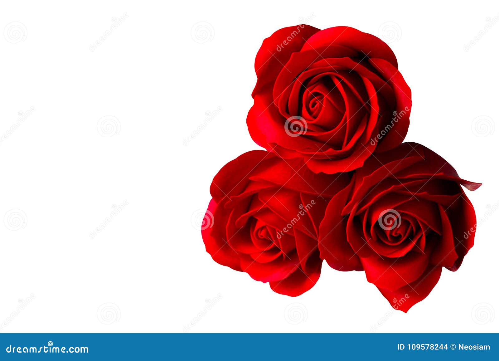Three Rose Flowers Isolated on White Background Stock Photo - Image of ...