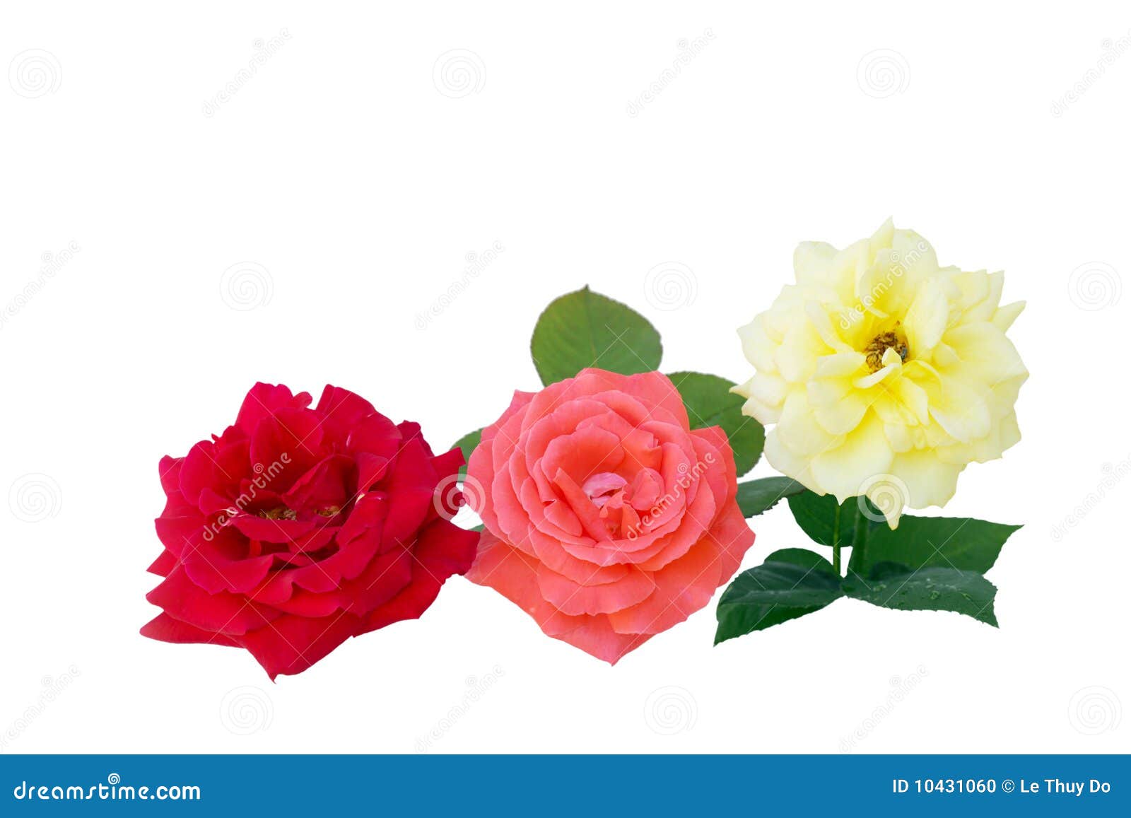 Three Roses stock photo. Image of closeup, rosy, white - 10431060