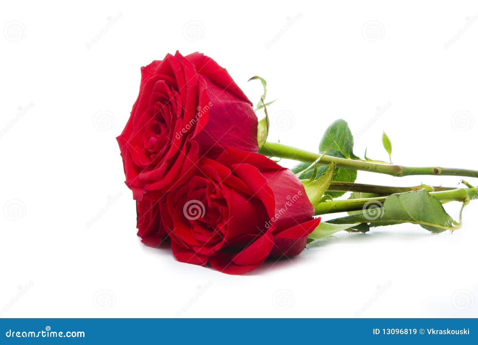 Three roses stock image. Image of beauty, leaf, dating - 13096819