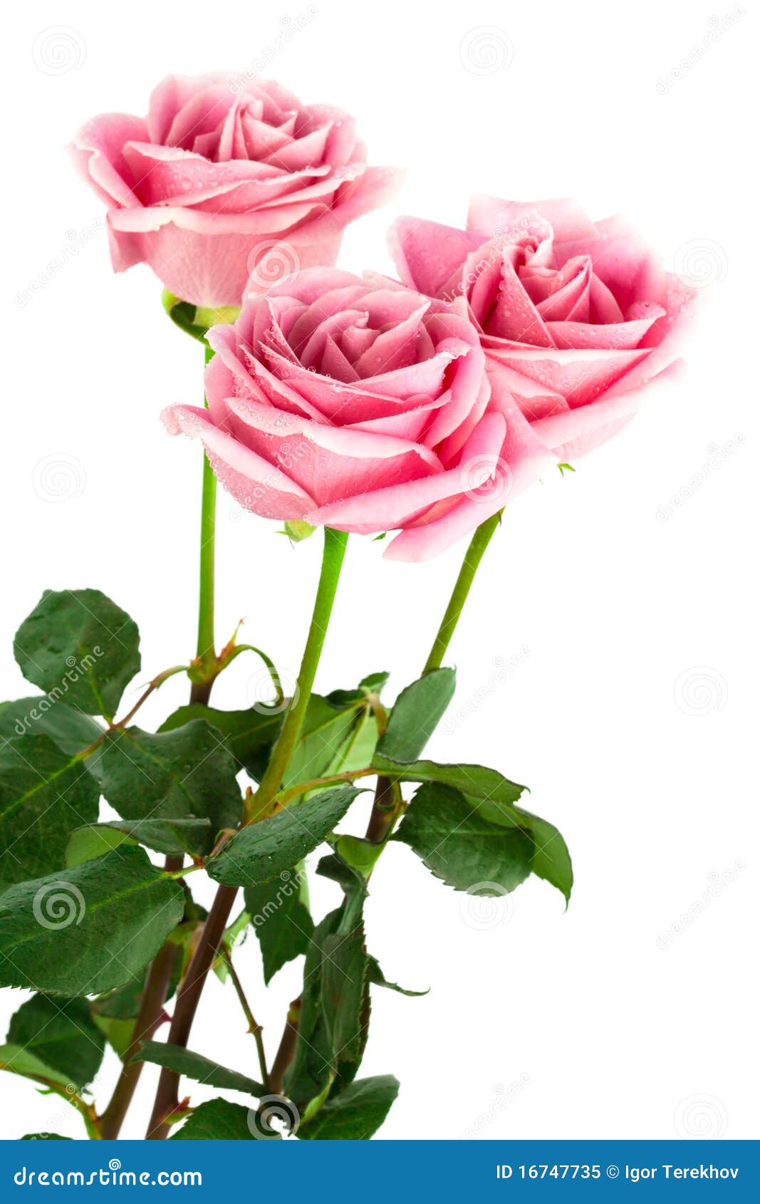 Three roses stock image. Image of plant, stalk, spring - 16747735