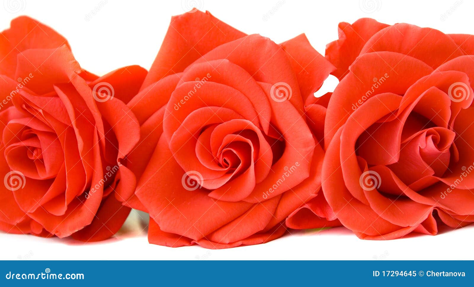 Three roses stock image. Image of flower, background - 17294645
