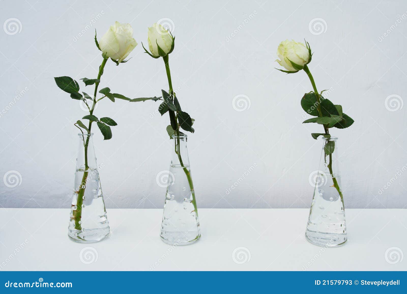 Three roses stock image. Image of together, touching - 21579793