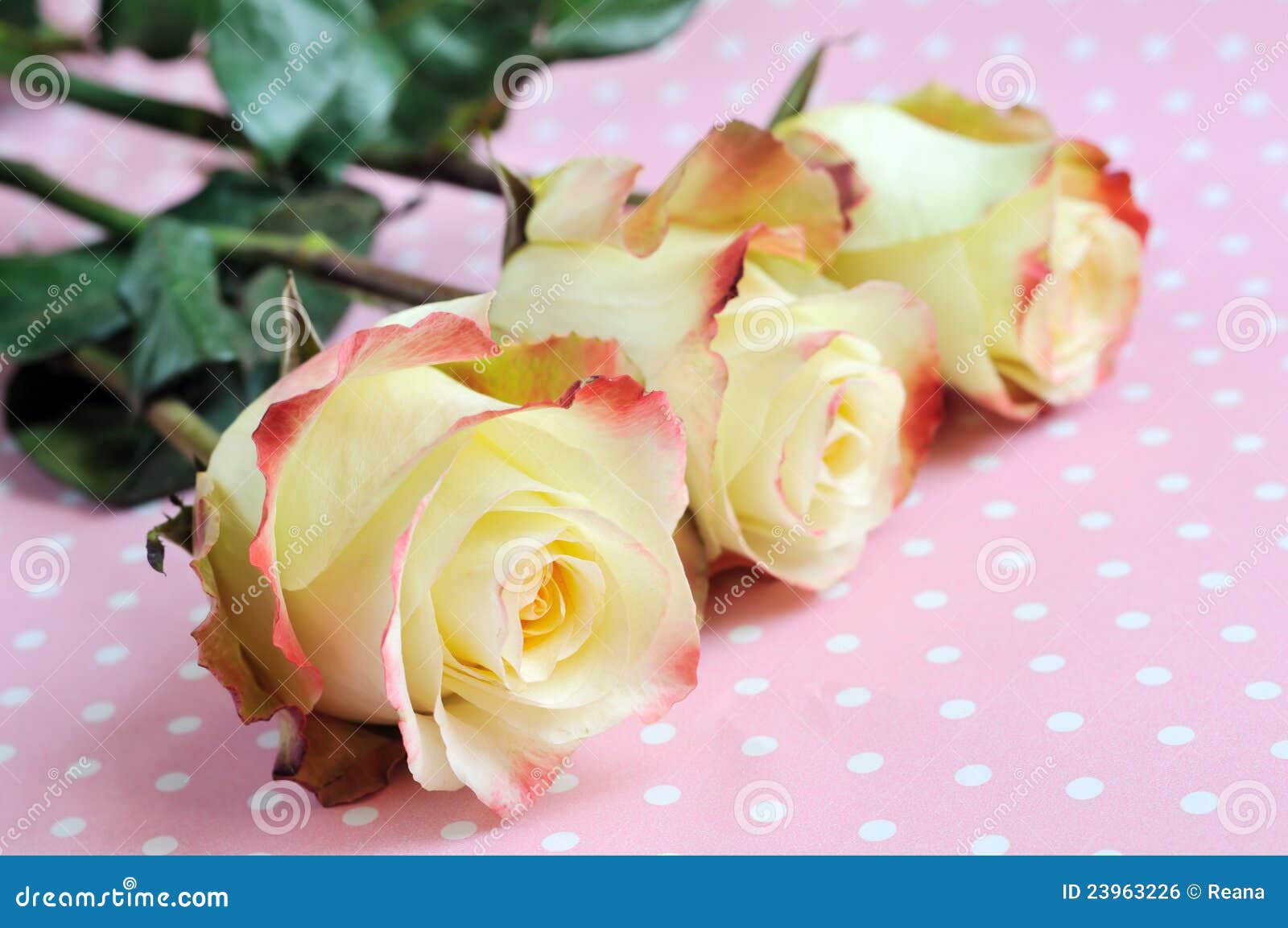 Three roses stock photo. Image of bunch, garden, botany - 23963226
