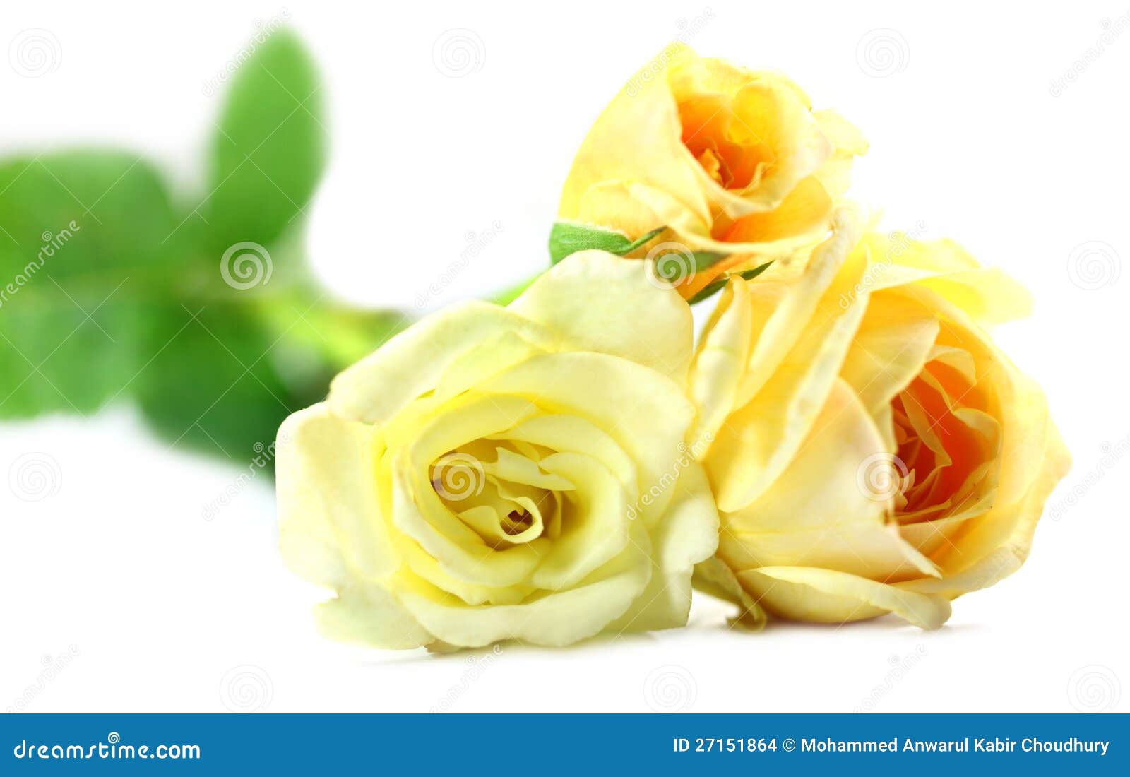 Three roses stock photo. Image of bloom, flower, macro - 27151864
