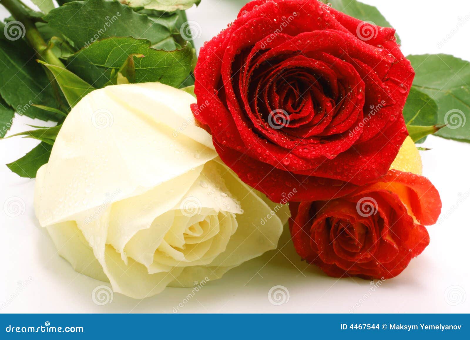 Three roses stock photo. Image of floral, roses, flirting - 4467544
