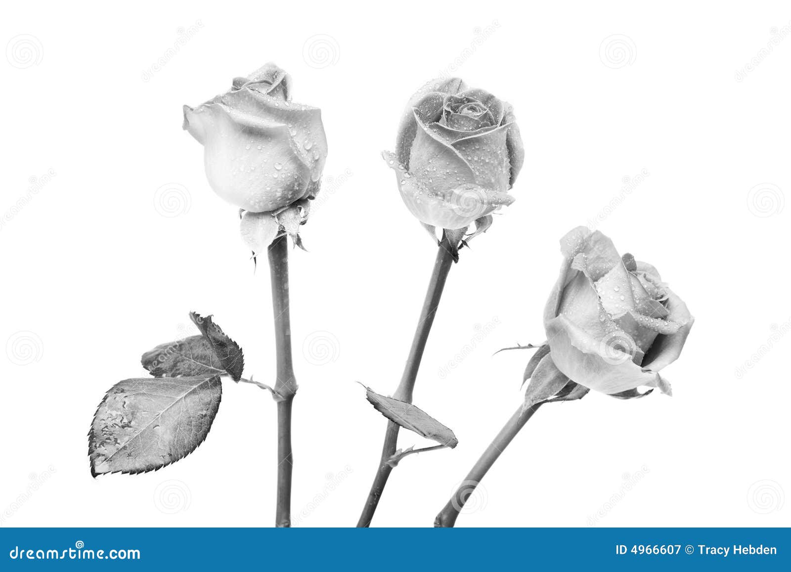 Three roses stock image. Image of emotion, isolated, present - 4966607