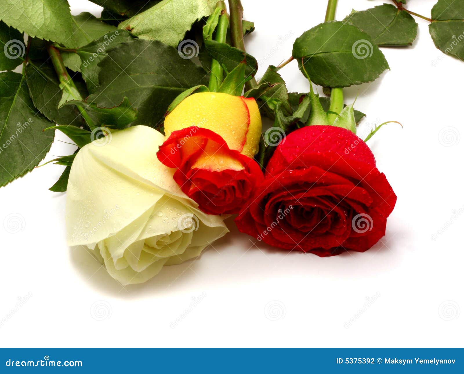Three roses stock photo. Image of floral, romance, plant - 5375392