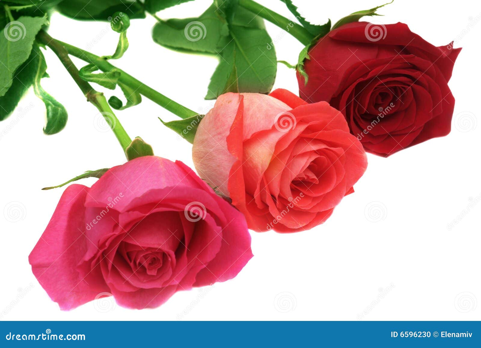 Three roses. stock photo. Image of concepts, beautiful - 6596230